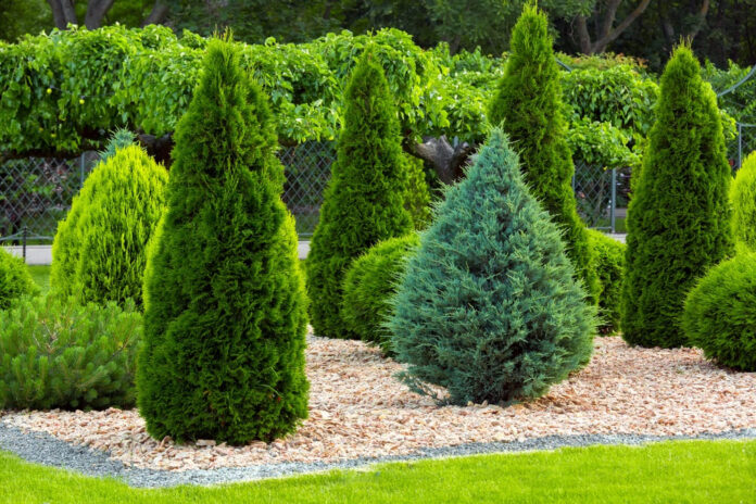 80 Columnar Trees for Privacy, Small Yards & Narrow Spaces