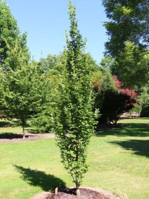 80 Columnar Trees for Privacy, Small Yards & Narrow Spaces