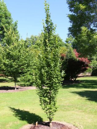 80 Columnar Trees for Privacy, Small Yards & Narrow Spaces