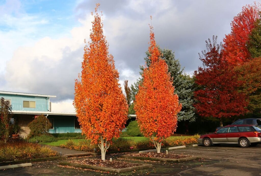 80 Columnar Trees for Privacy, Small Yards & Narrow Spaces
