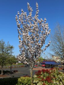 80 Columnar Trees for Privacy, Small Yards & Narrow Spaces