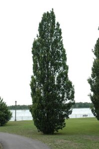 80 Columnar Trees for Privacy, Small Yards & Narrow Spaces