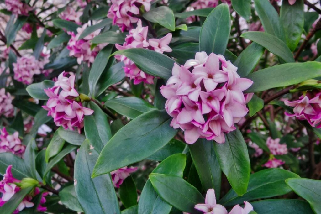 The 60 Best Fragrant Plants for Scented Gardens Every Season