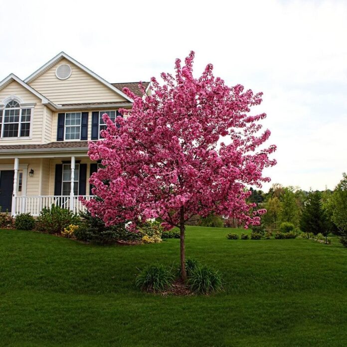 30 Best Flowering Trees for Every Yard Size & Bloom Season