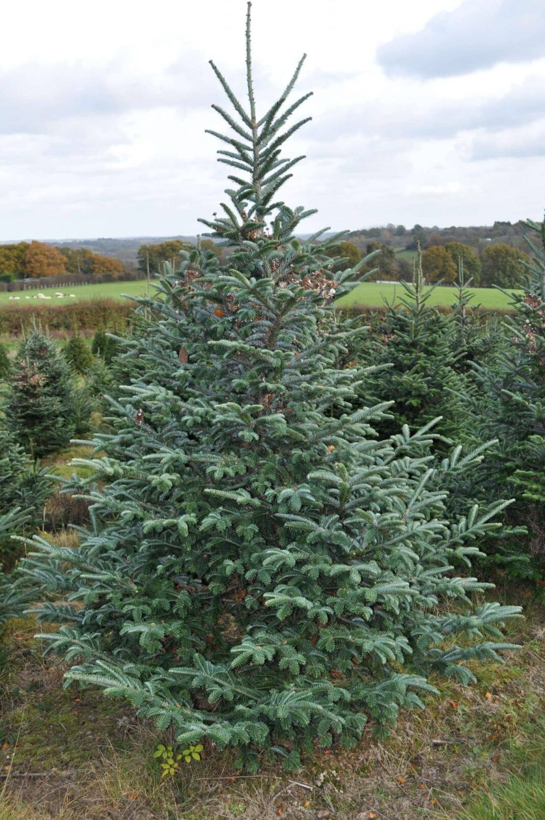 22+ Popular Types of Christmas Trees: Pros & Cons Explained