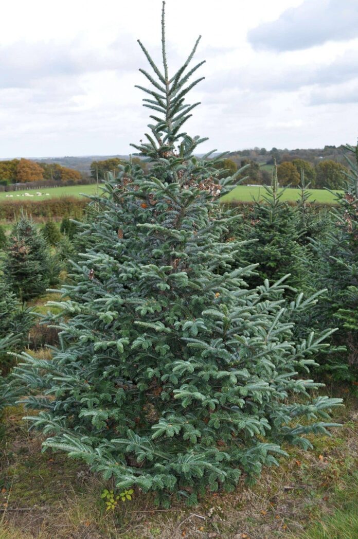 22+ Popular Types of Christmas Trees: Pros & Cons Explained