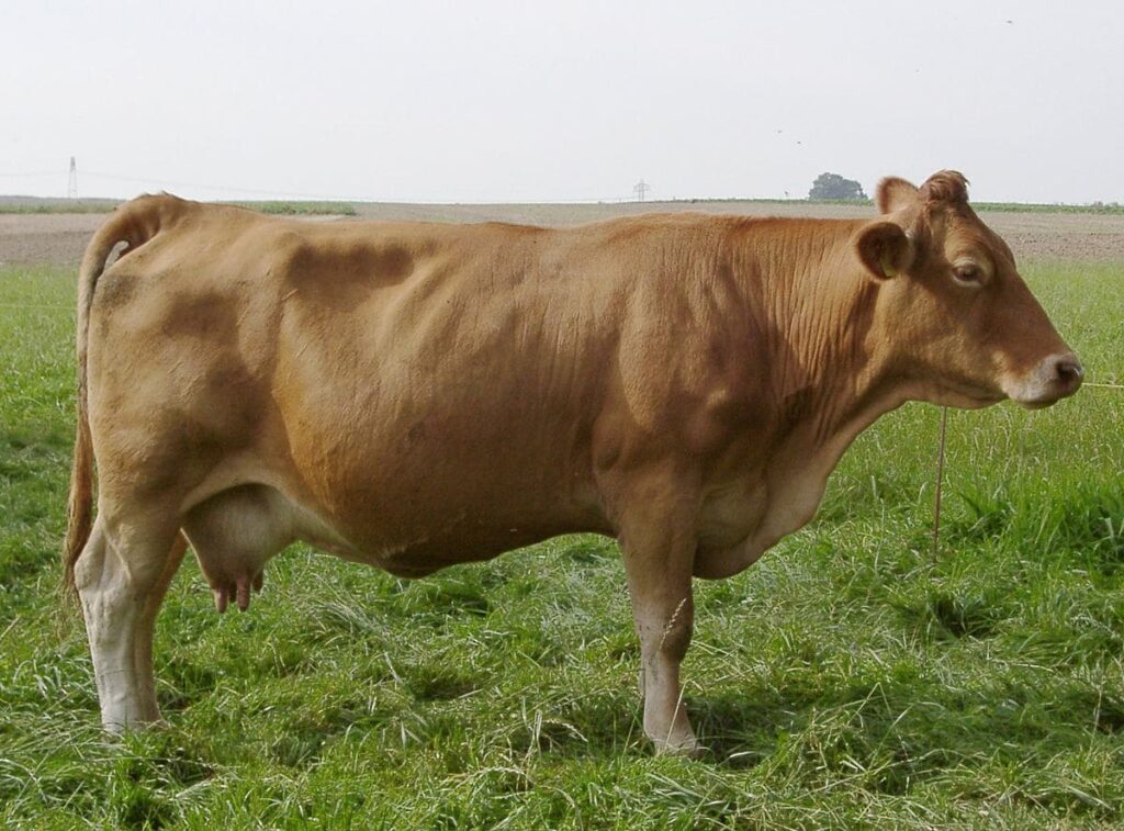37+ Essential Cattle Breeds Every Farmer Should Know In 2025