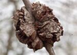 22 Amazing Types of Plant Galls You’ll Spot in Your Garden
