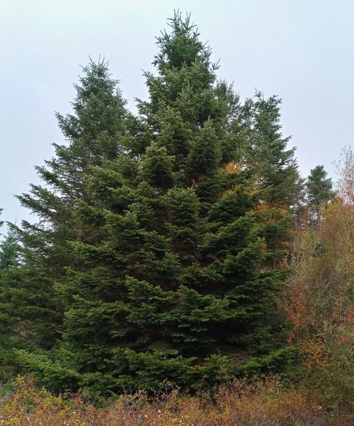 22+ Popular Types of Christmas Trees: Pros & Cons Explained