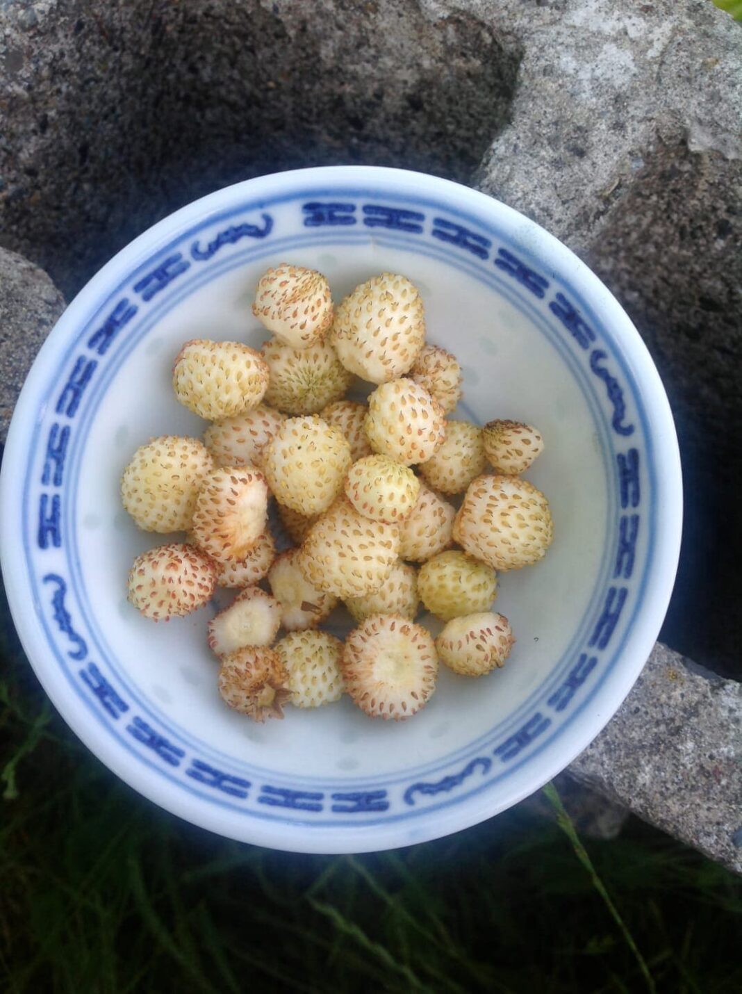 How to Grow White Strawberries: Pineberry Growing Guide 2026