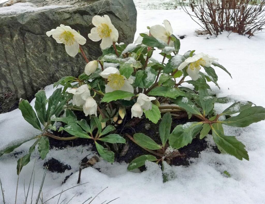 40 Winter Flowers That Bloom In Snow For Your Cold Garden
