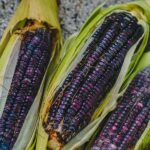9+ Types of Corn Every Home Gardener & Farmer Should Know