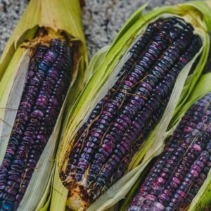 9+ Types of Corn Every Home Gardener & Farmer Should Know