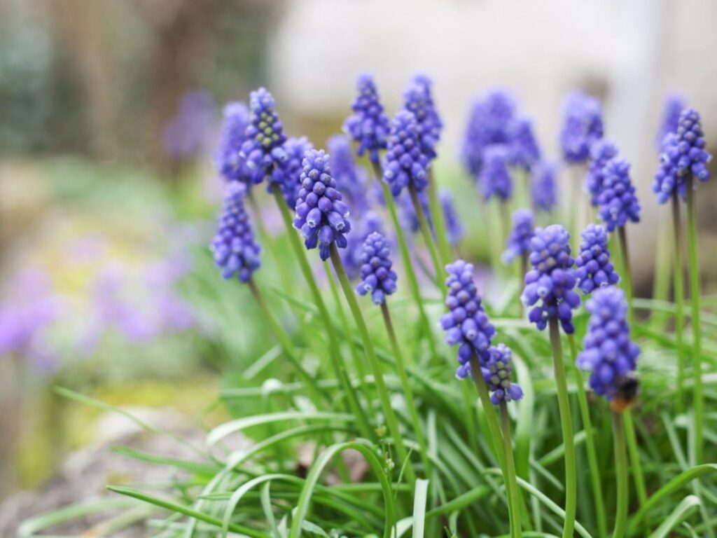 The 60 Best Fragrant Plants for Scented Gardens Every Season