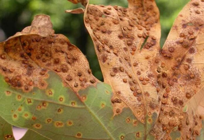 22 Amazing Types of Plant Galls You’ll Spot in Your Garden