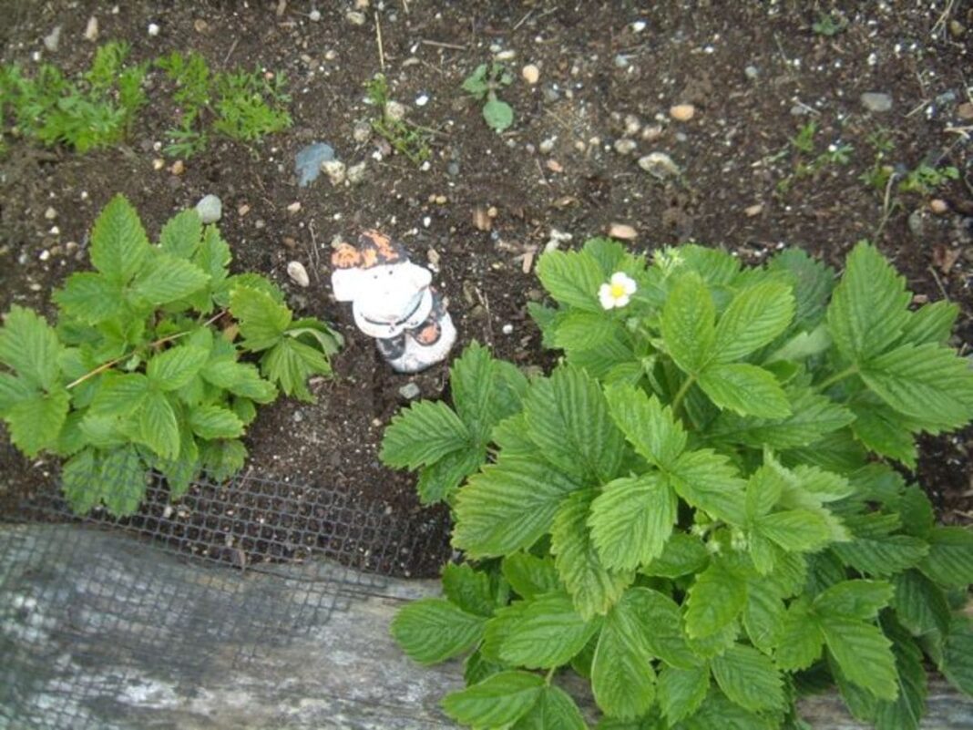 How to Grow White Strawberries: Pineberry Growing Guide 2026