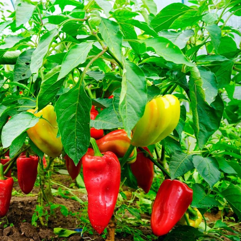 How to Grow Bell Peppers: From Seed to Harvest Success