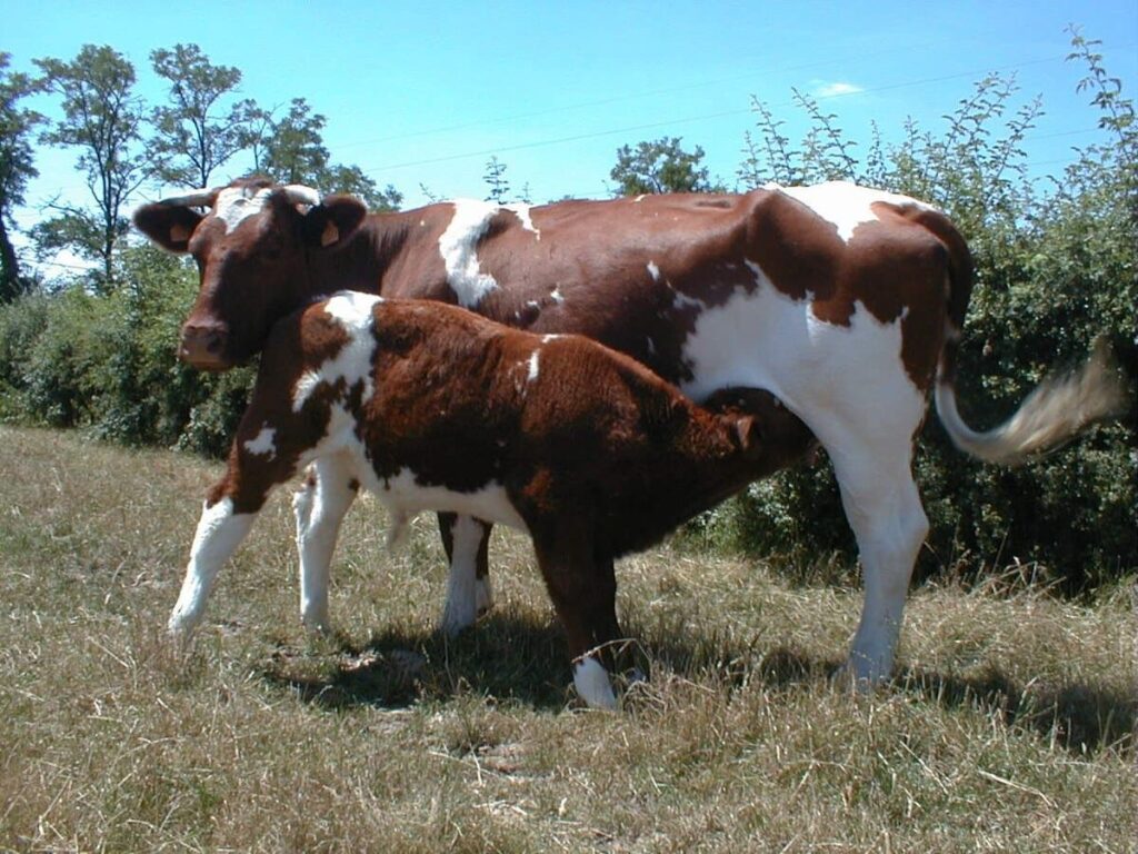 37+ Essential Cattle Breeds Every Farmer Should Know In 2026