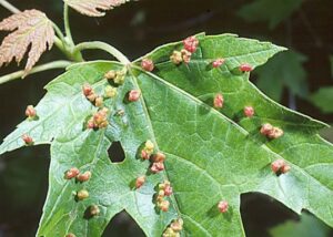 22 Amazing Types of Plant Galls You’ll Spot in Your Garden
