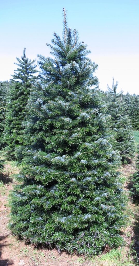 22+ Popular Types of Christmas Trees: Pros & Cons Explained
