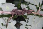 22 Amazing Types of Plant Galls You’ll Spot in Your Garden