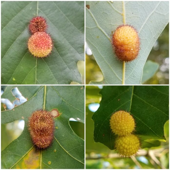 22 Amazing Types of Plant Galls You’ll Spot in Your Garden