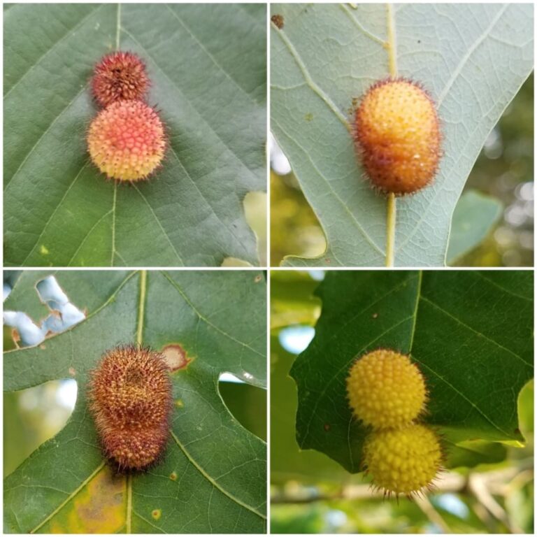 22 Amazing Types of Plant Galls You’ll Spot in Your Garden