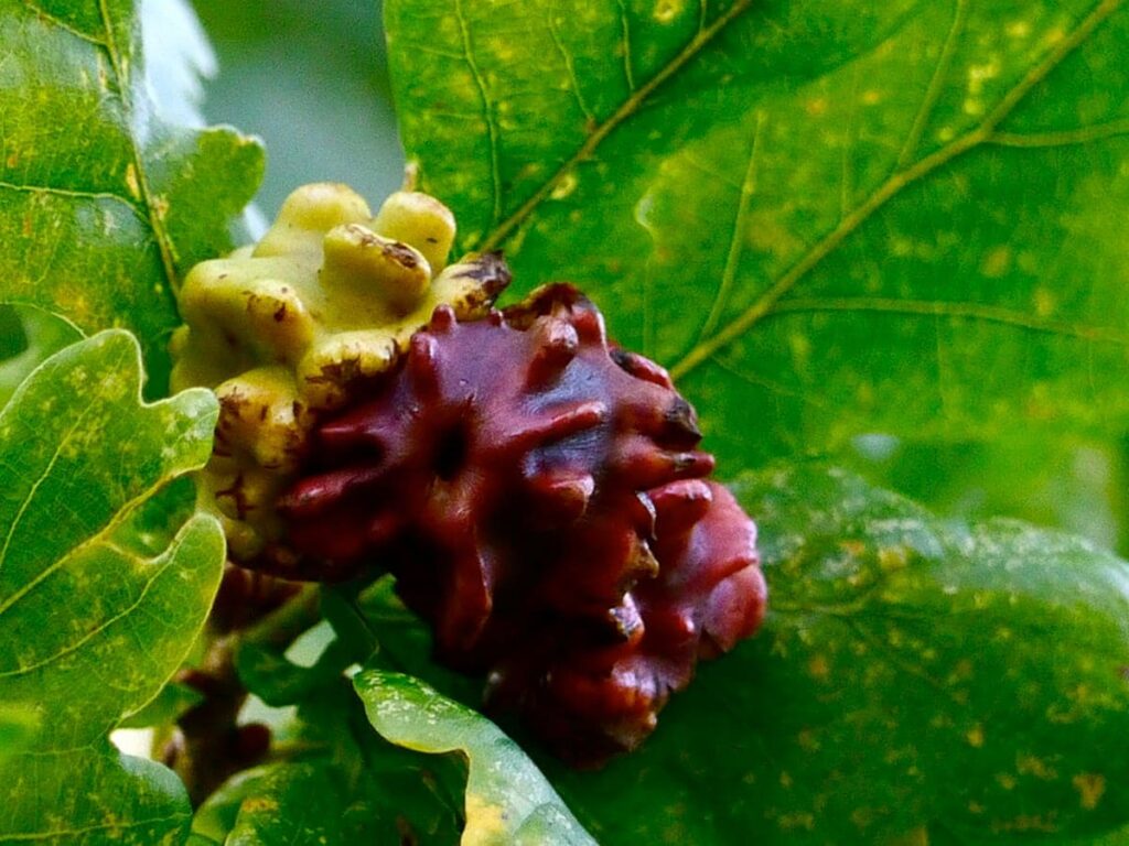 22 Amazing Types of Plant Galls You’ll Spot in Your Garden