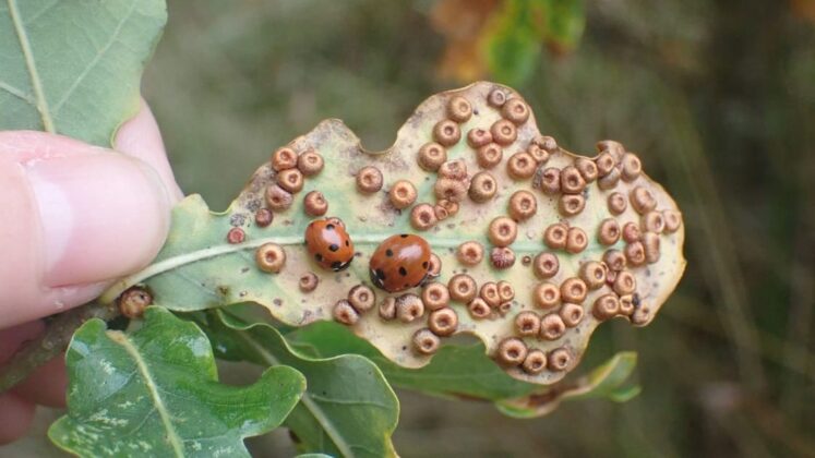 22 Amazing Types of Plant Galls You’ll Spot in Your Garden