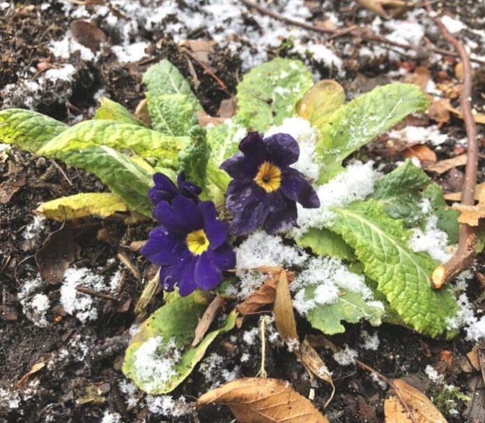 40 Winter Flowers That Bloom In Snow For Your Cold Garden