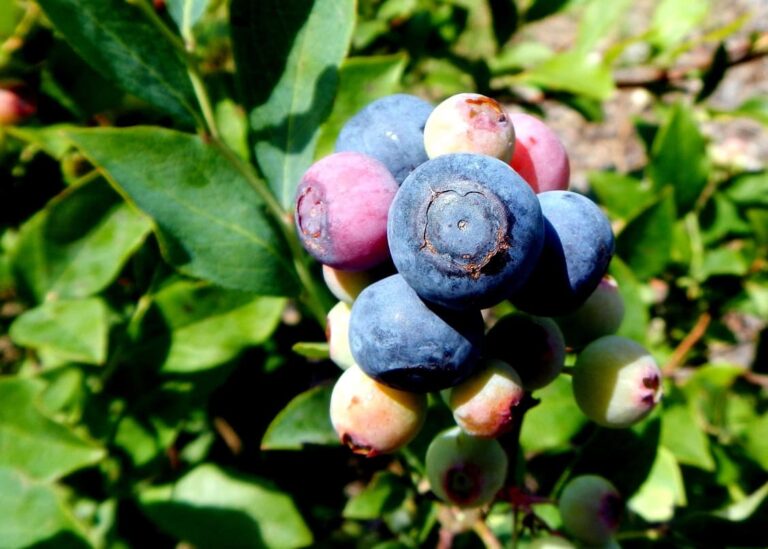 How to Grow Blueberries at Home: Plant Care & Harvest Tips