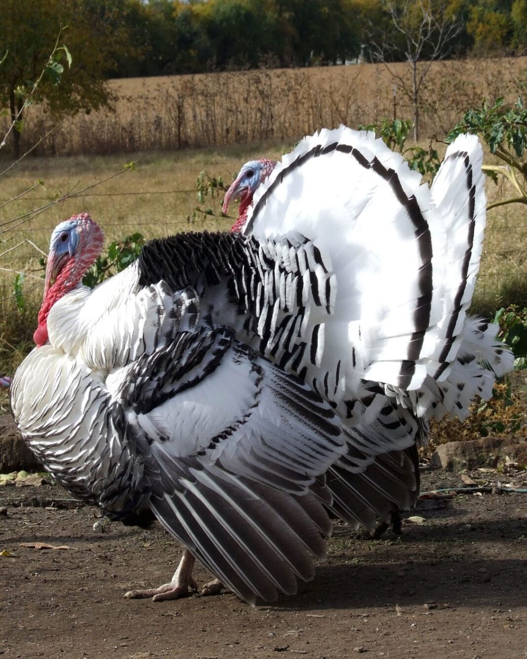 20 Best Turkey Breeds for Your Homestead (Beginner's Guide)