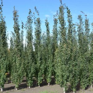 80 Columnar Trees for Privacy, Small Yards & Narrow Spaces