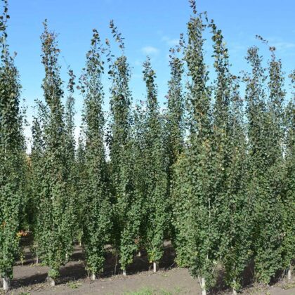 80 Columnar Trees for Privacy, Small Yards & Narrow Spaces