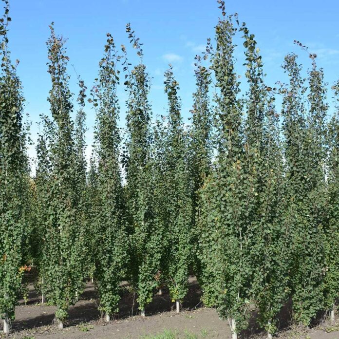 80 Columnar Trees for Privacy, Small Yards & Narrow Spaces