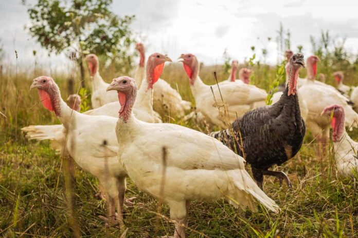 20 Best Turkey Breeds for Your Homestead (Beginner's Guide)