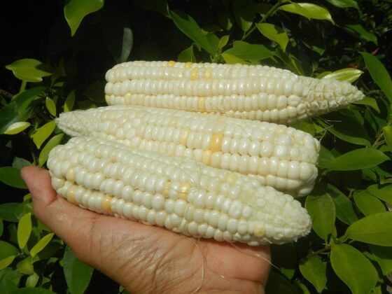 9+ Types of Corn Every Home Gardener & Farmer Should Know