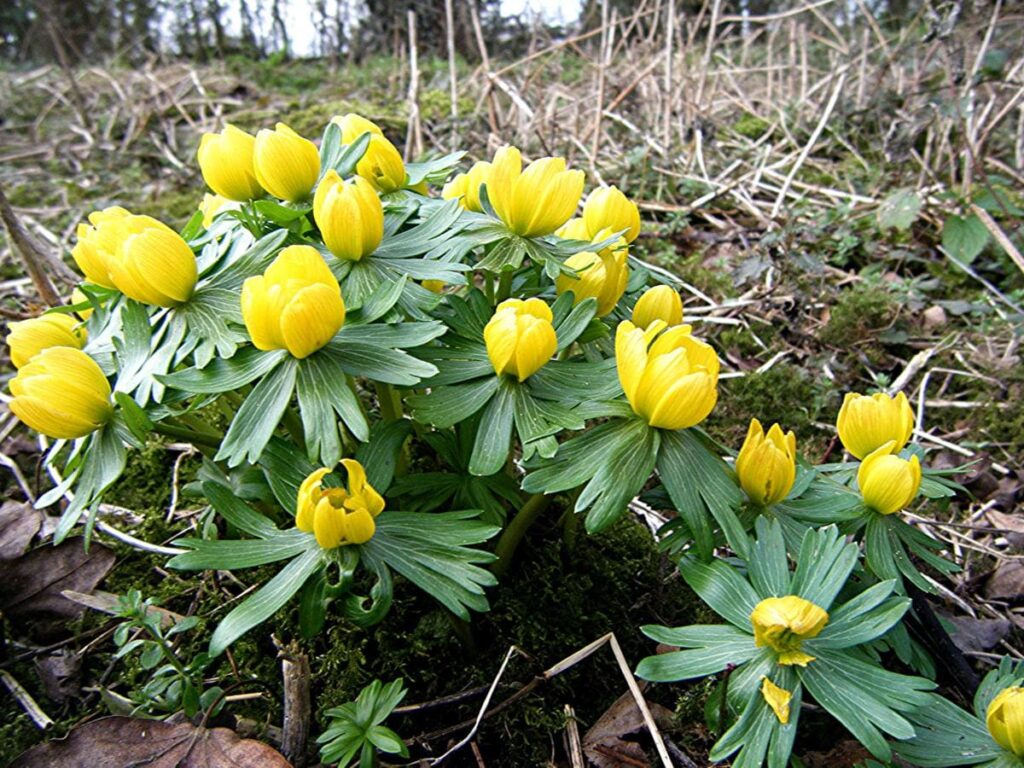 40 Winter Flowers That Bloom In Snow For Your Cold Garden