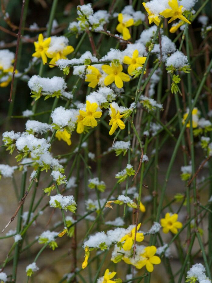 40 Winter Flowers That Bloom In Snow For Your Cold Garden