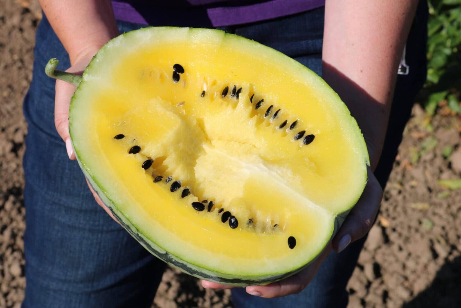 What Is Yellow Watermelon? Taste, Benefits & Varieties