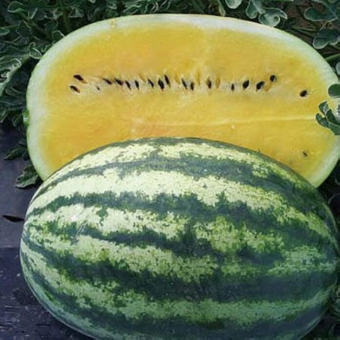 What Is Yellow Watermelon? Taste, Benefits & Varieties