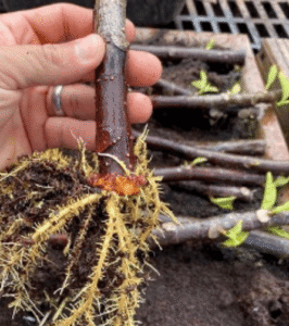 What Is Breadfruit? Nutrition, Recipes And Growing Guide