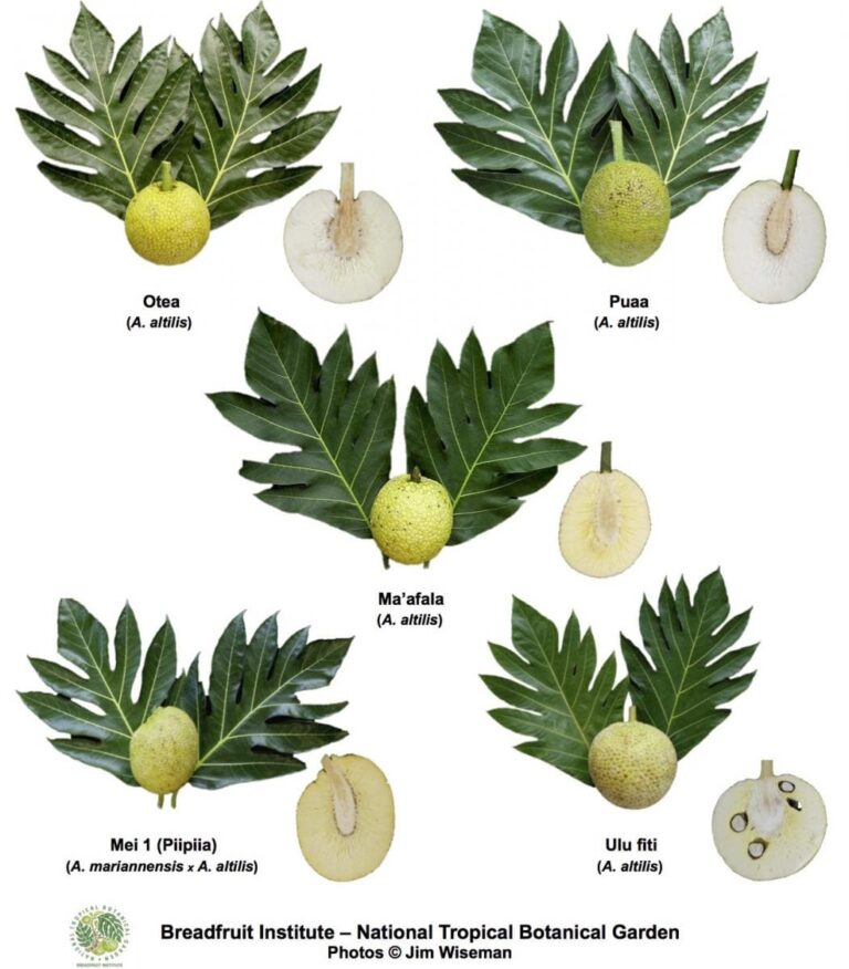 What Is Breadfruit? Nutrition, Recipes And Growing Guide