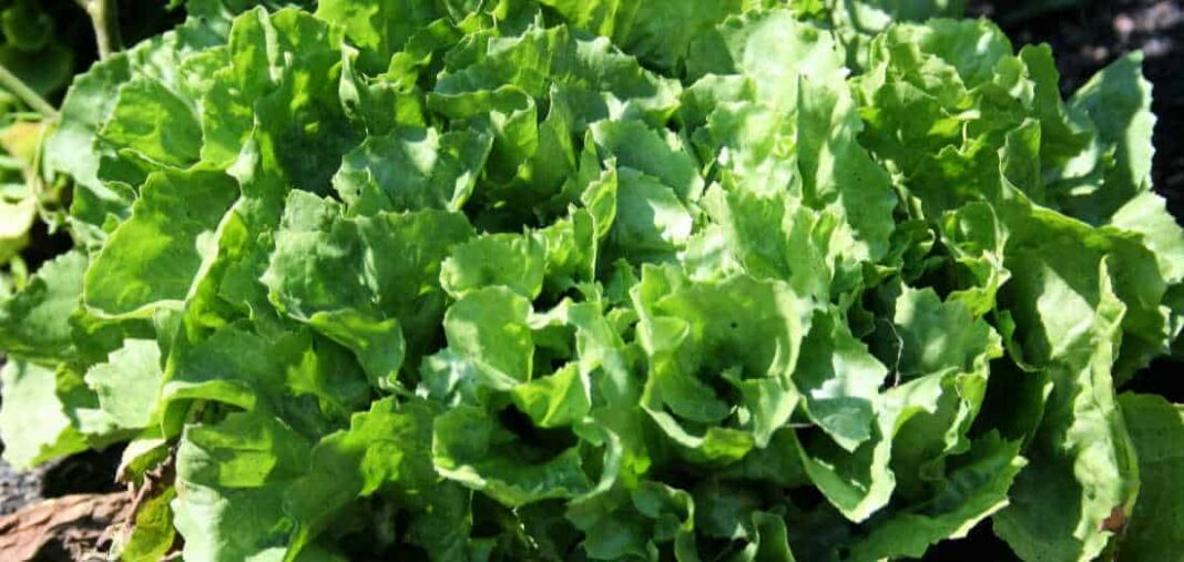 37 Winter Vegetables to Grow: Complete Cold-Weather Guide