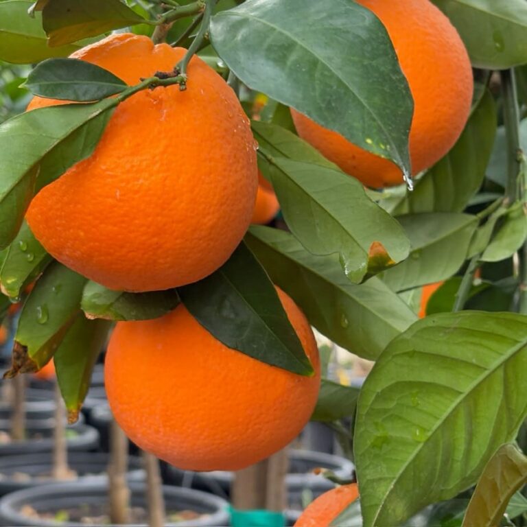 51 Types of Oranges: How to Choose the Right Orange Variety