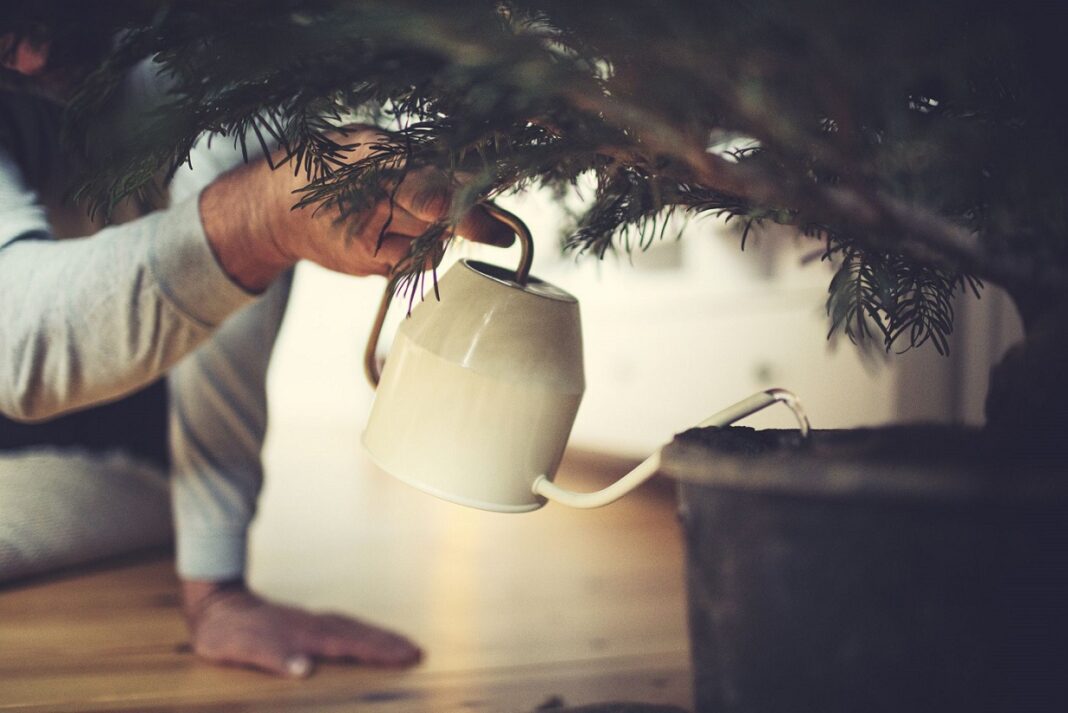 How to Keep a Christmas Tree Alive All Season Long
