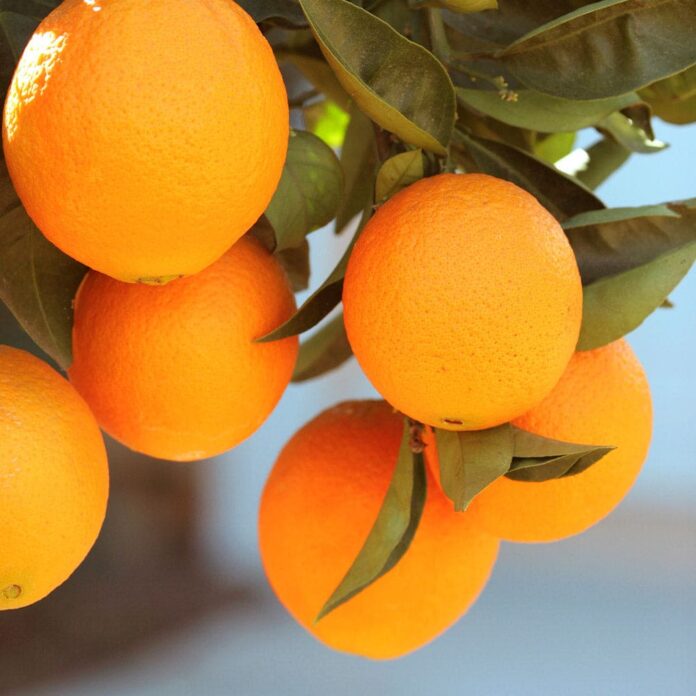 51 Types of Oranges: How to Choose the Right Orange Variety