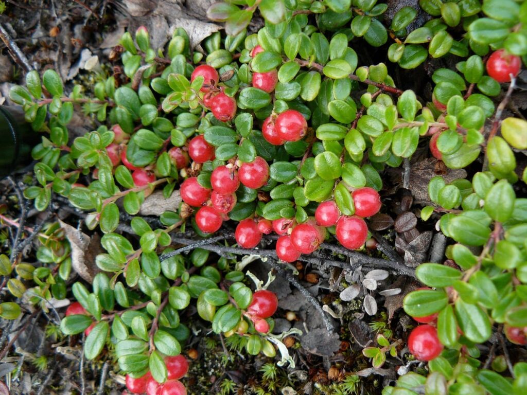 How to Grow Lingonberries: Complete Guide for Beginners