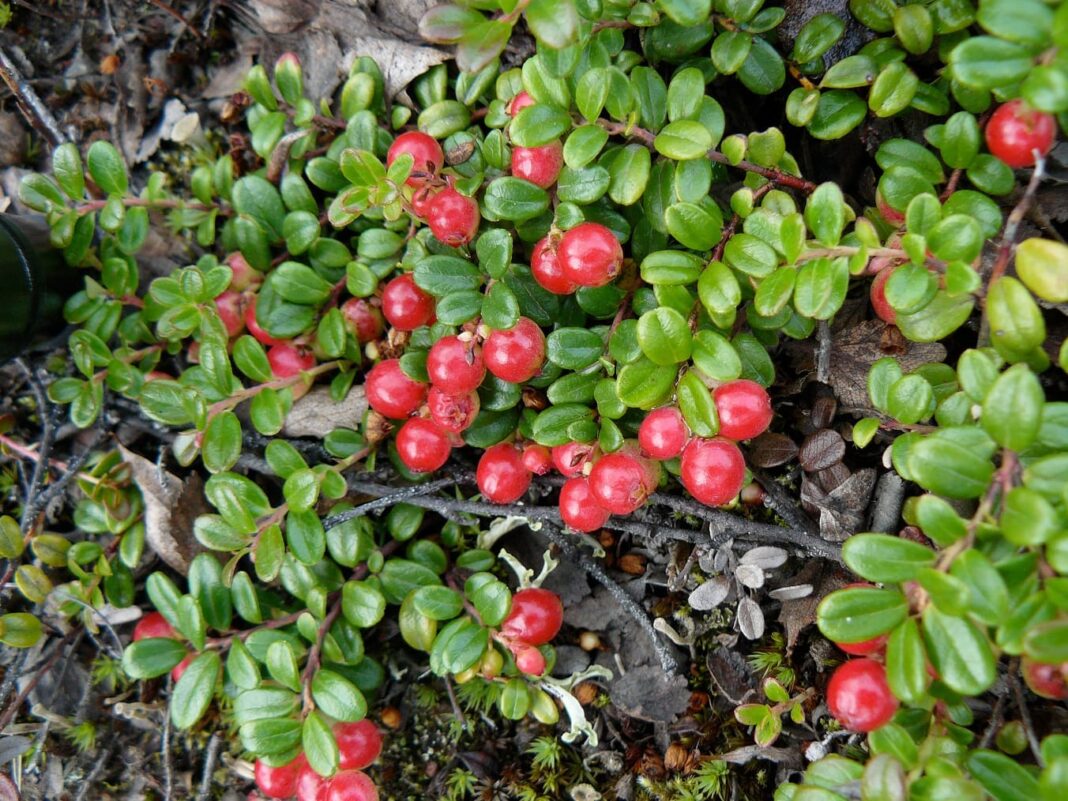 How to Grow Lingonberries: Complete Guide for Beginners