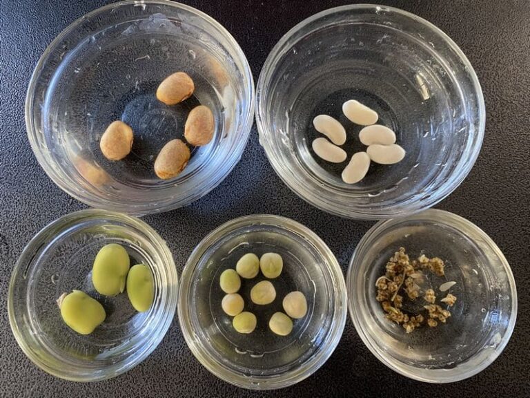 How to Germinate Seeds: Tips, Tricks & Proven Techniques